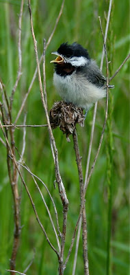 Nature remains.: 1...2...3 Chickadee...dee...dee