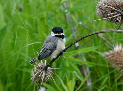 Nature remains.: 1...2...3 Chickadee...dee...dee