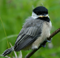 Nature remains.: 1...2...3 Chickadee...dee...dee