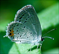 Nature remains.: A love affair with blue butterflies