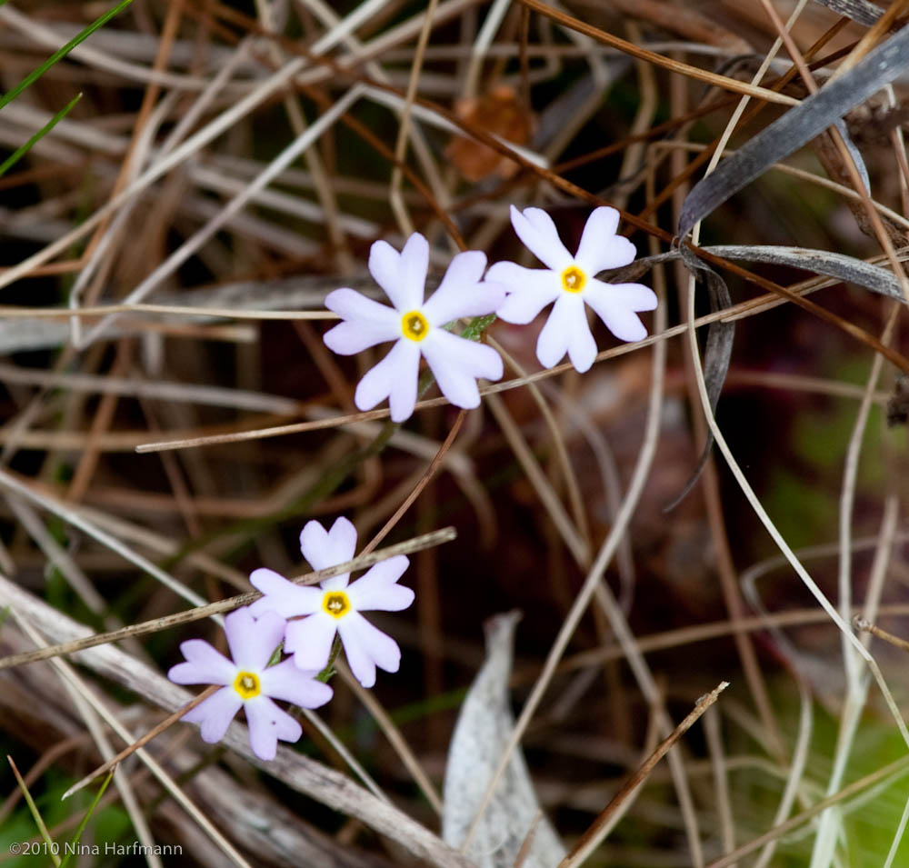 Nature remains.: Pure Michigan