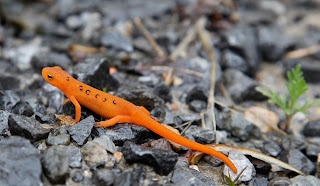 Nature remains.: Quiet on the Mountain