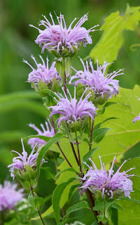 Nature remains.: This American Dream