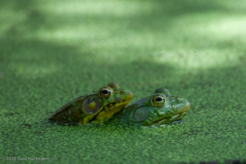 Nature remains.: I'm baaaaack!