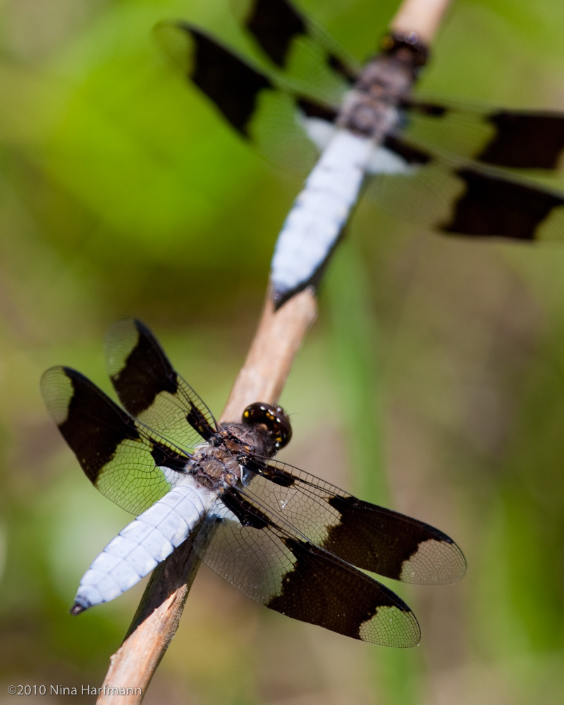 Nature remains.: Robber Fly
