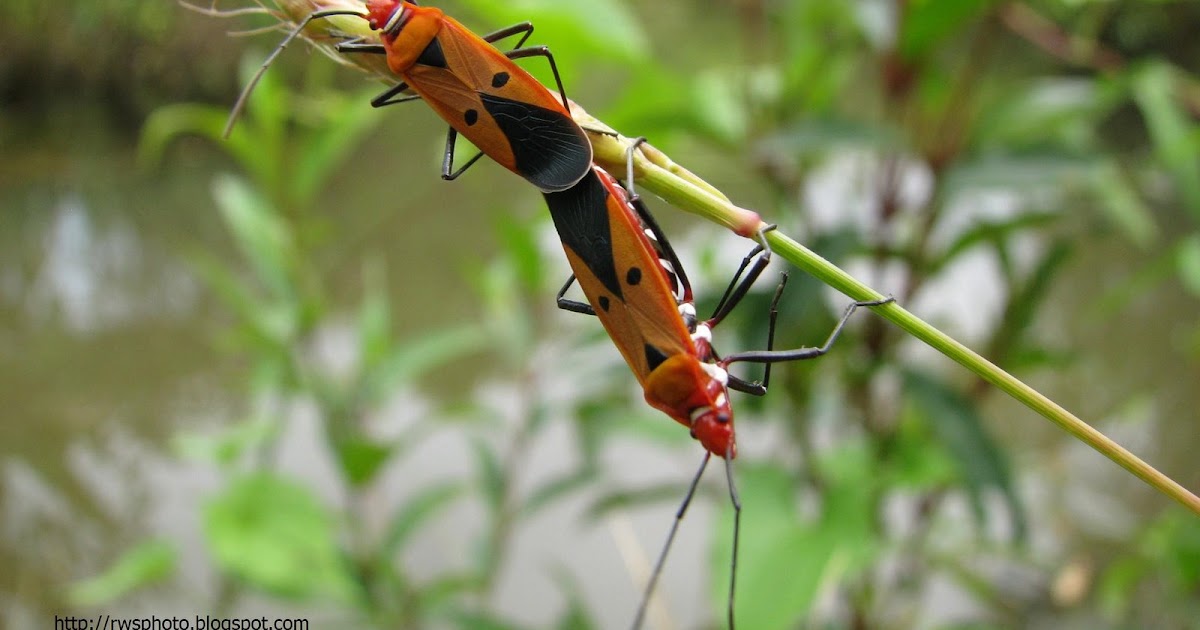 Wild Sex Mating Bugs Photo Rws Photo Blog Splendour Pictures Of