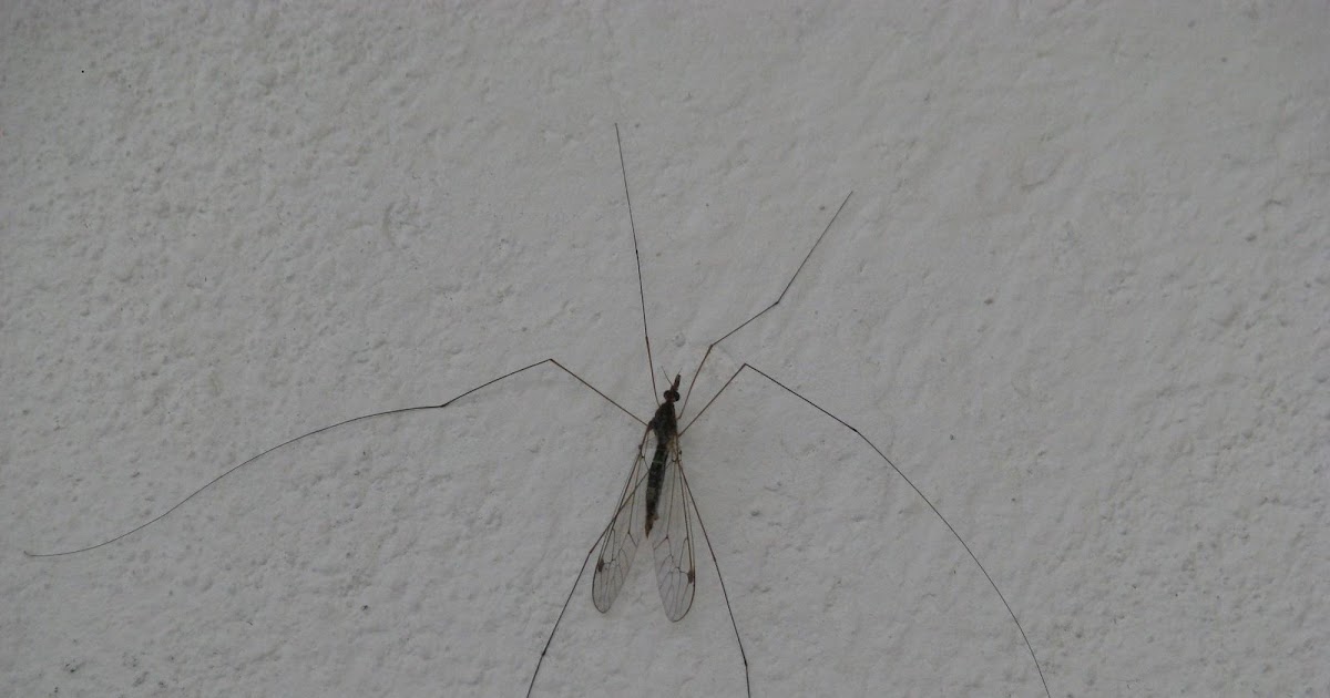 Long legged mosquitoes - RWS Photo Blog - Splendour pictures of Borneo