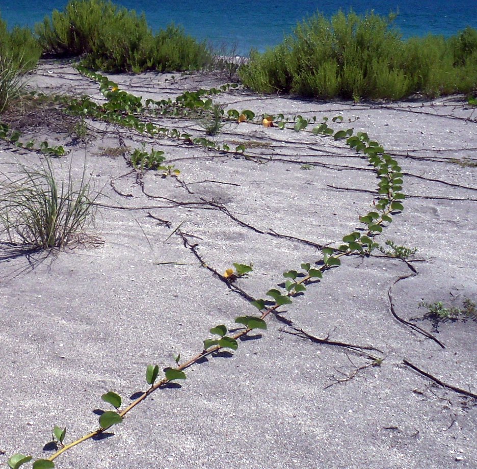 Southwest Florida Shoreline Studies: Beach morning glories