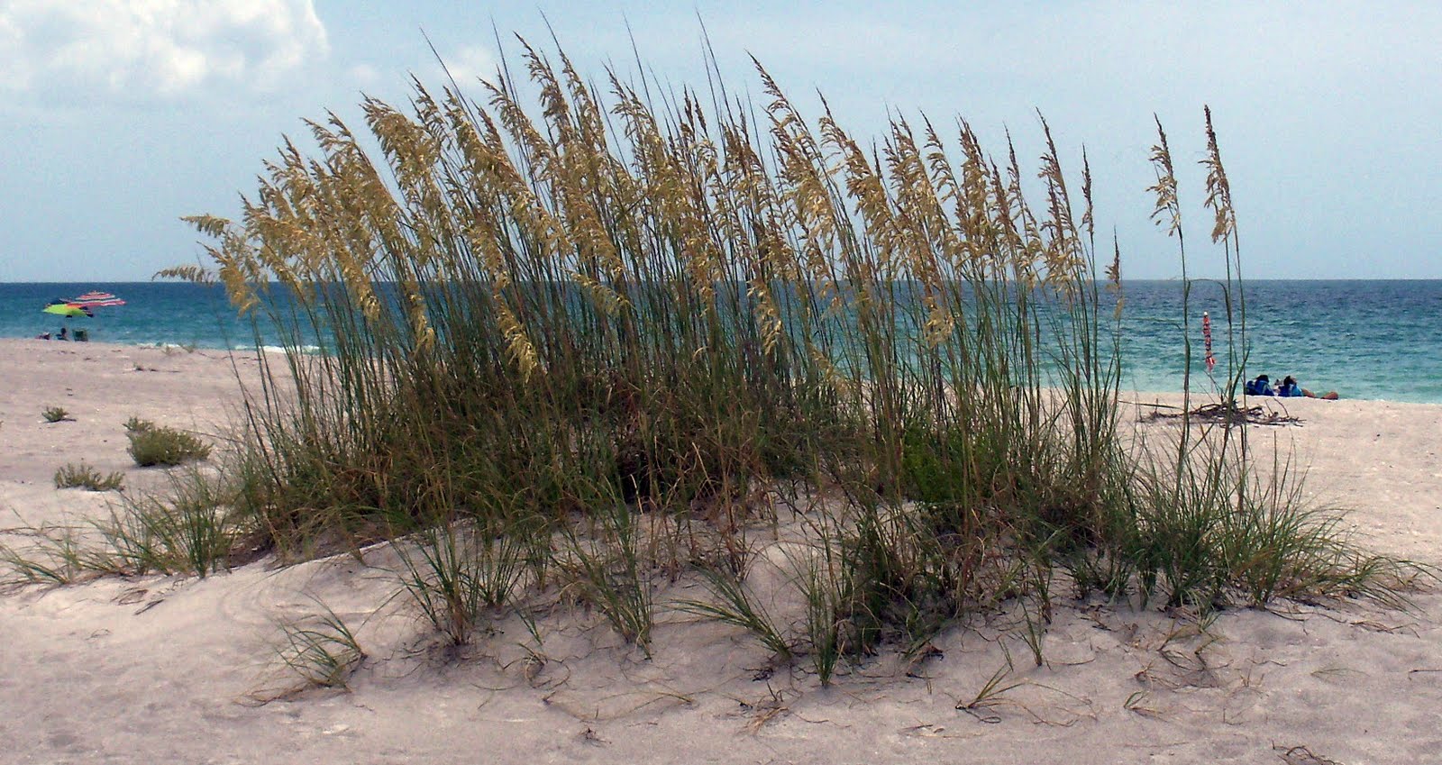 Southwest Florida Shoreline Studies: Sea Oats in Season