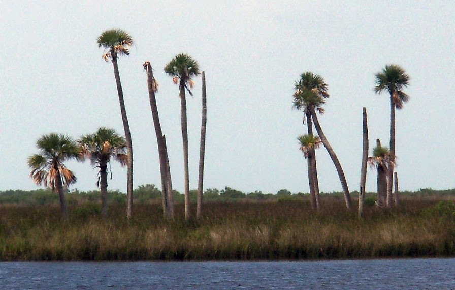 Southwest Florida Shoreline Studies: Bayport Shorelines