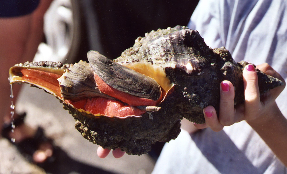 Southwest Florida Shoreline Studies: Horse conch eating lightning whelk