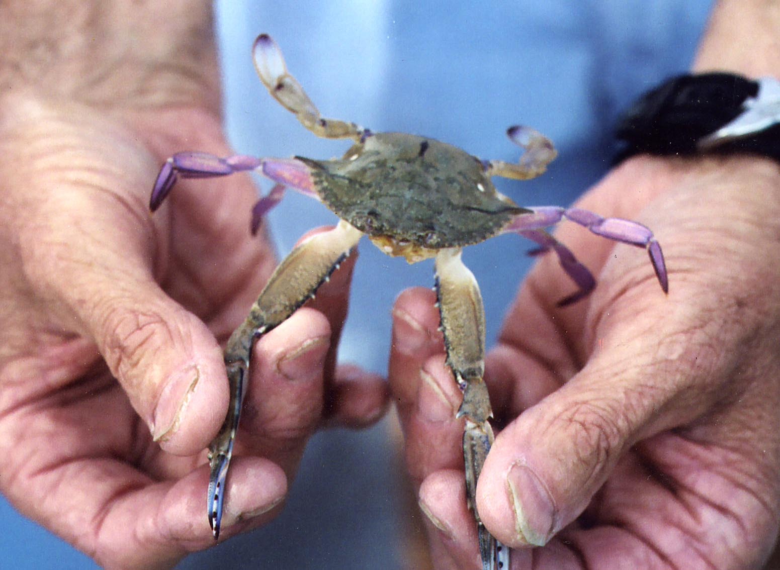 Southwest Florida Shoreline Studies: Blue Crab