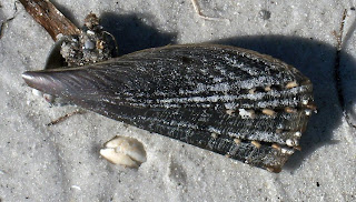 Southwest Florida Shoreline Studies: Pen Shells
