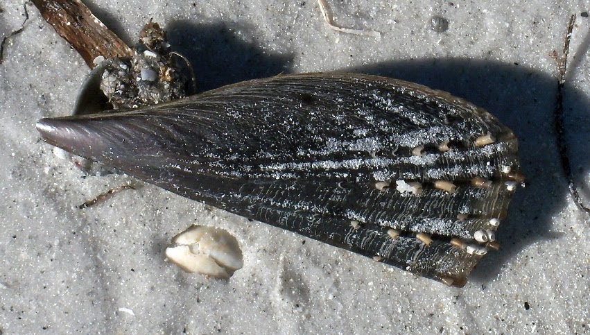 Southwest Florida Shoreline Studies: Pen Shells