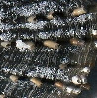 Southwest Florida Shoreline Studies: Pen Shells