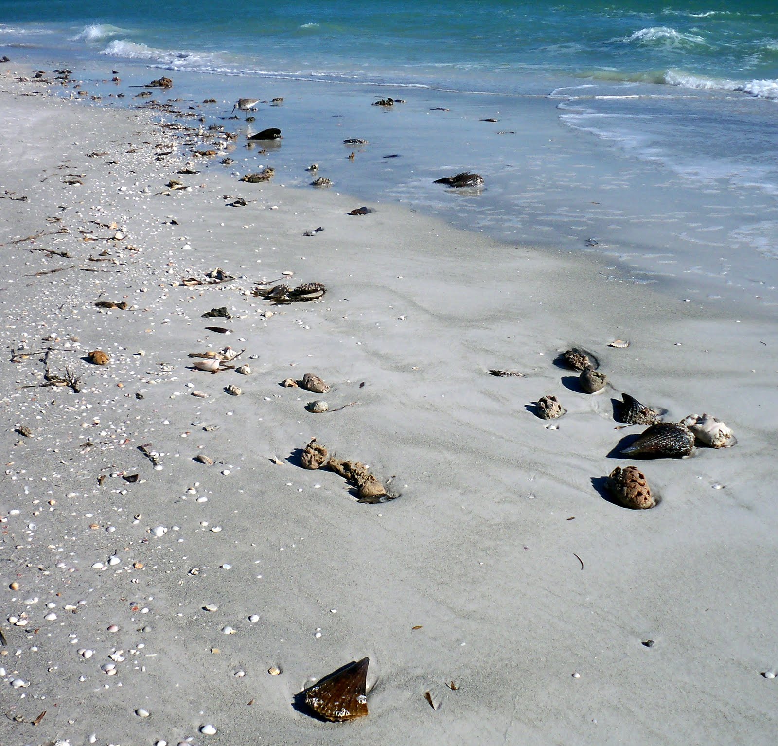 Southwest Florida Shoreline Studies: Pen Shells
