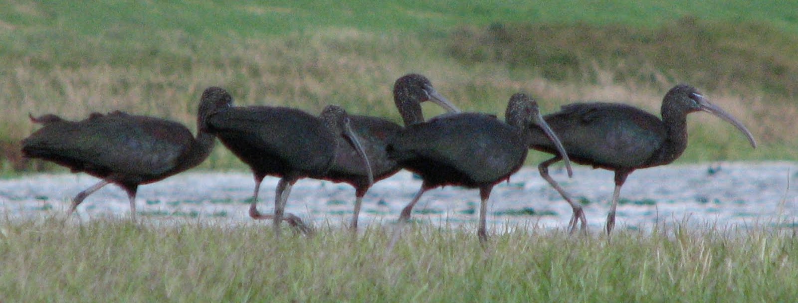 Southwest Florida Shoreline Studies: Glossy Ibis
