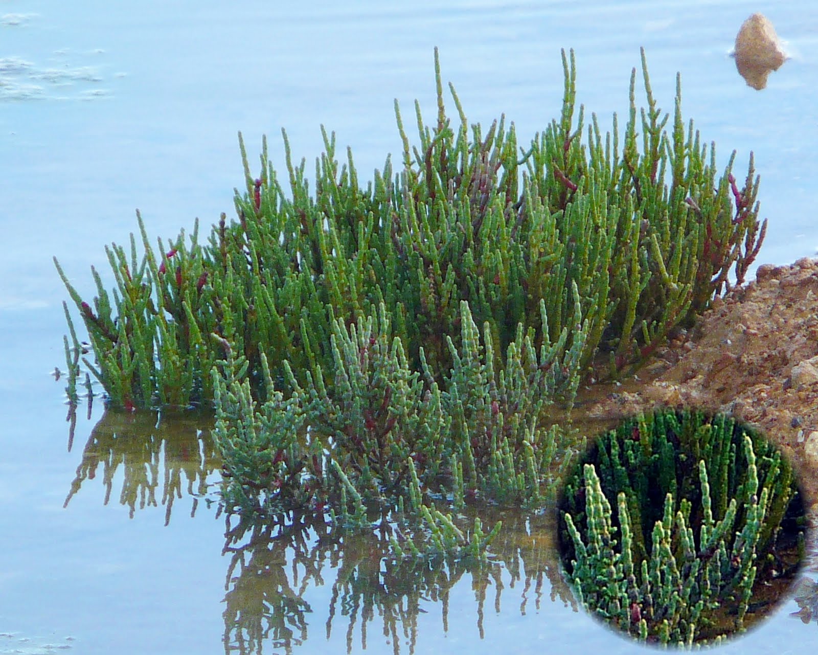 Nature of ''my backyard'': 2010-07-18