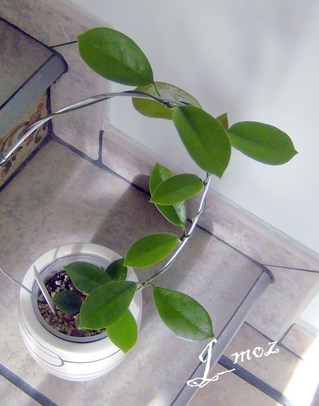 Mis Hoyas: Hoya Australis ssp keysii