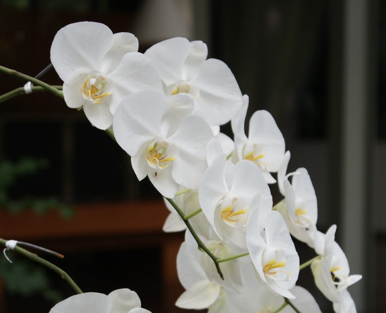 my journey: Anggrek Bulan