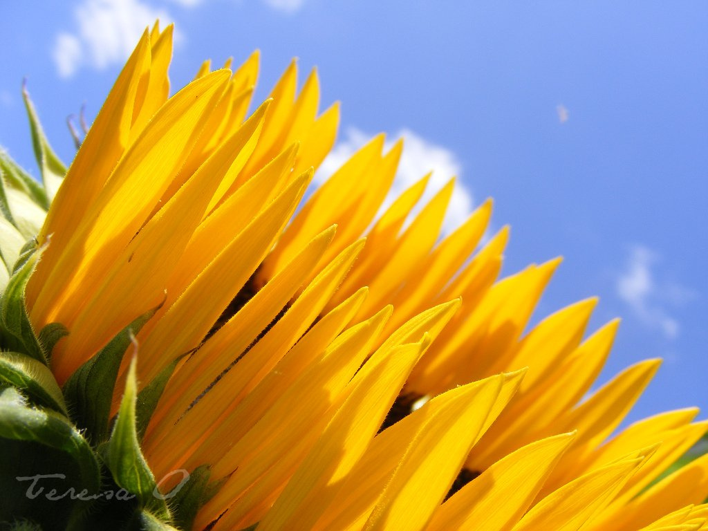 The Cottage on the Corner: Oh Happy Sunflower Days