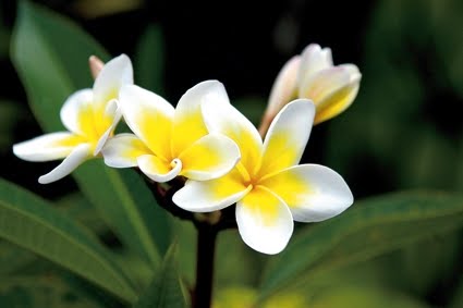 ASEAN CORNER: ASEAN National Flowers (Part 1)