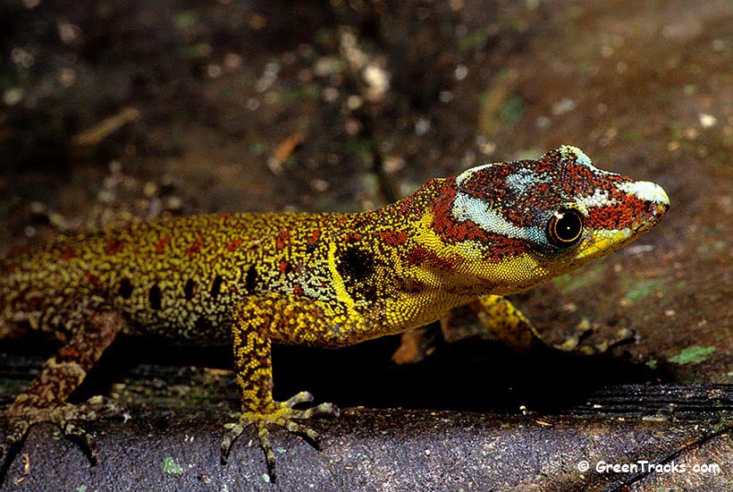 GreenTracks News: The GreenTracks Naturalist