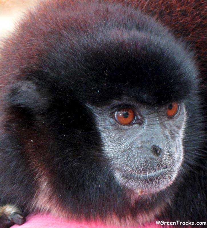 GreenTracks News: The GreenTracks Naturalist