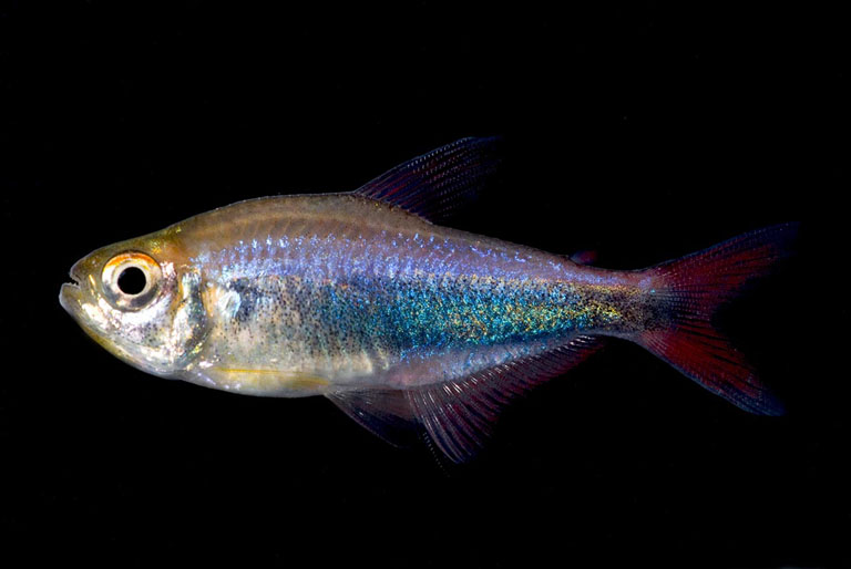 GreenTracks News: Ornamental fish of the Peruvian Amazon