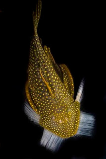 GreenTracks News: Ornamental fish of the Peruvian Amazon