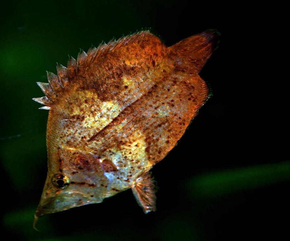 GreenTracks News: Ornamental fish of the Peruvian Amazon