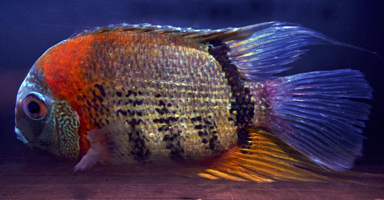 GreenTracks News: Ornamental fish of the Peruvian Amazon