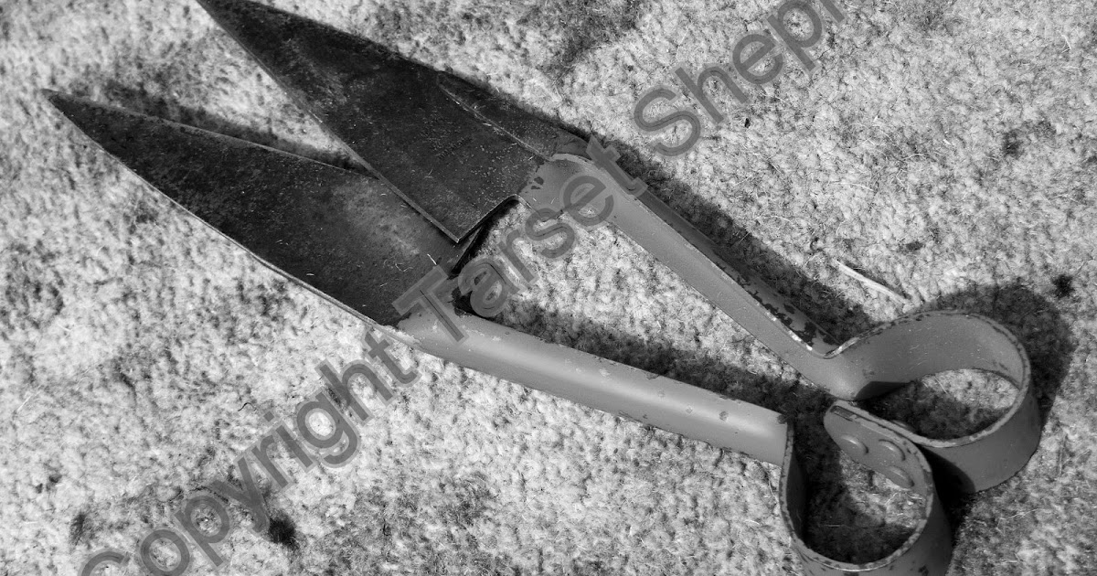 Shepherd's blog: Hand Shearing