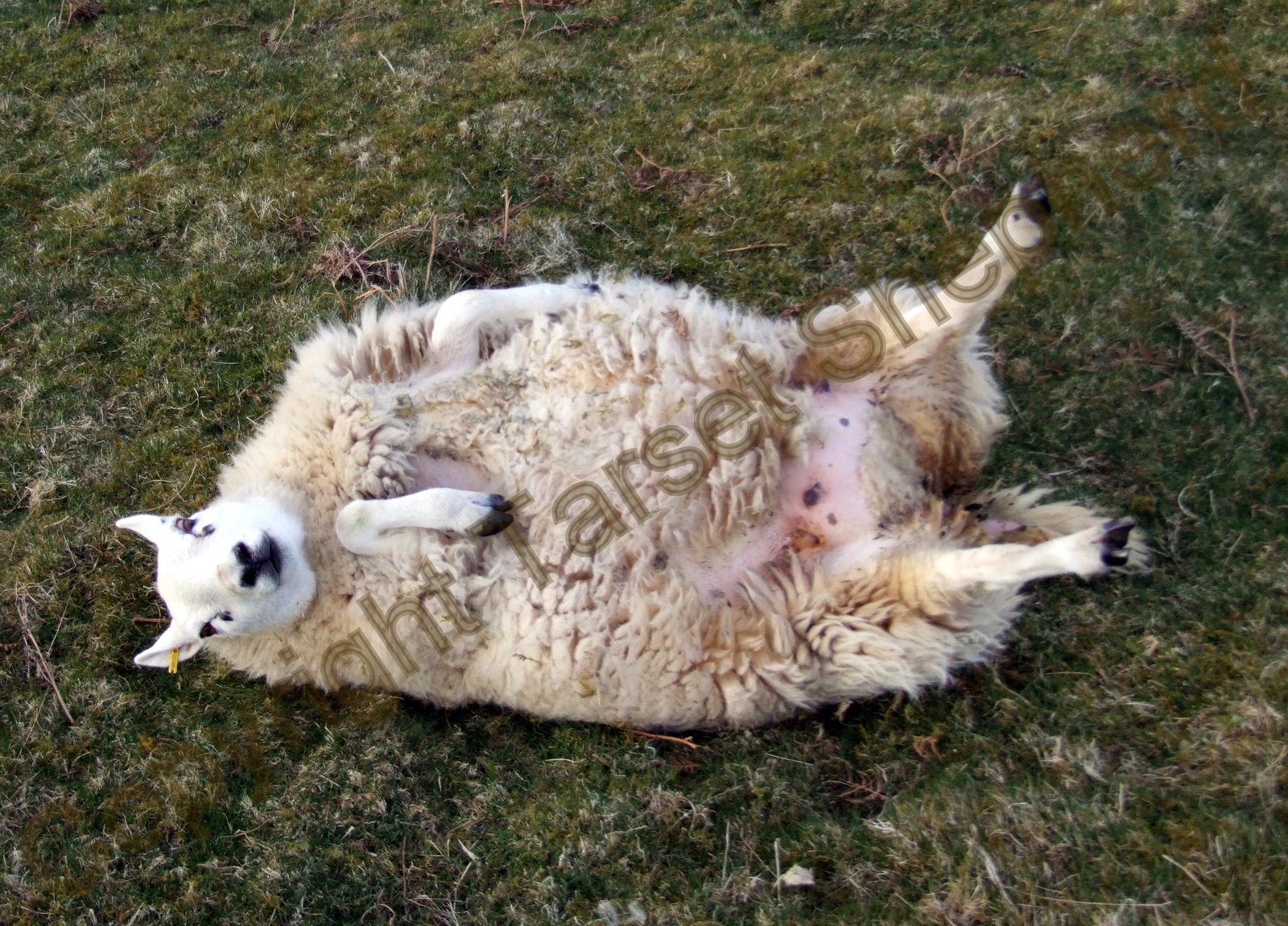 Shepherd's blog: July 2010