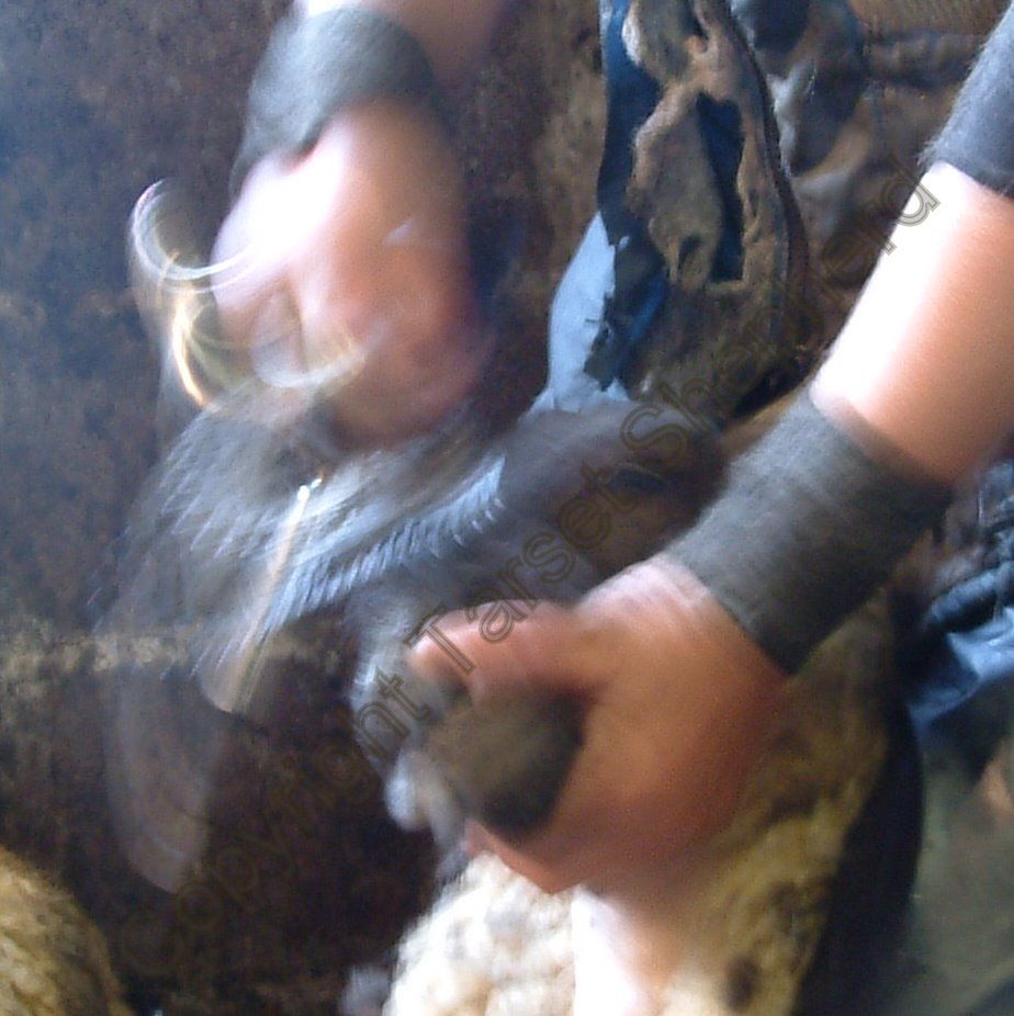 Shepherd's blog: Dressing mule ewe lambs