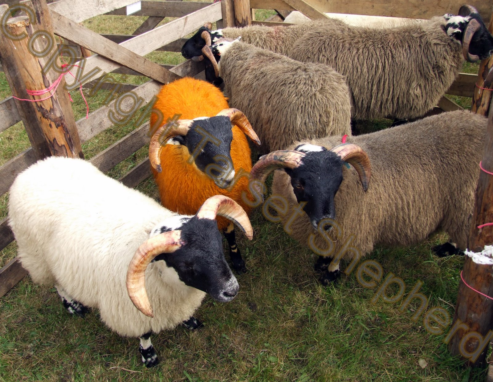 Shepherd's blog: Blooming Sheep!