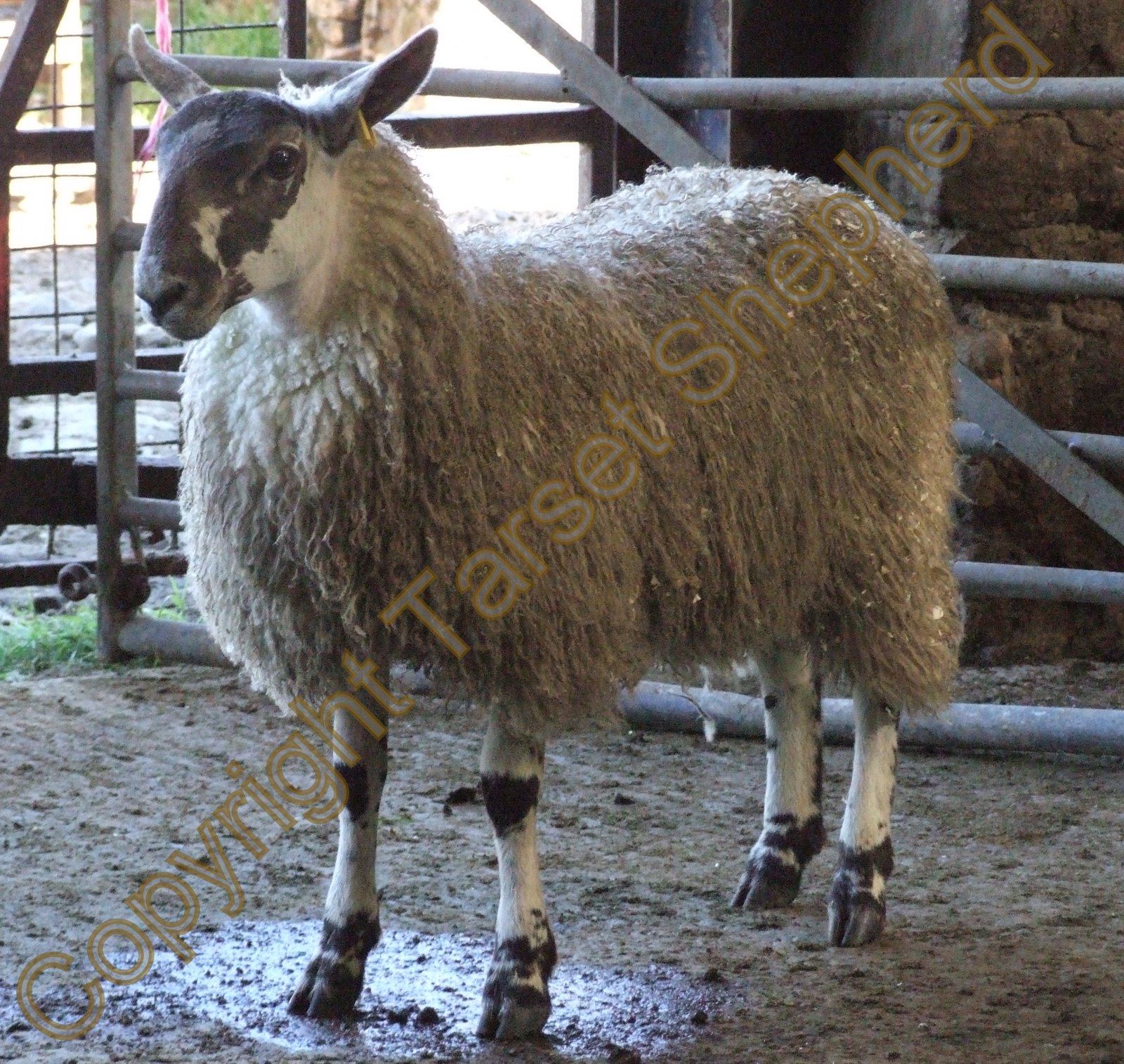 Shepherd's blog: Ugly sheep