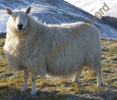 Shepherd's blog: A Cheviot fix. South Country Cheviots
