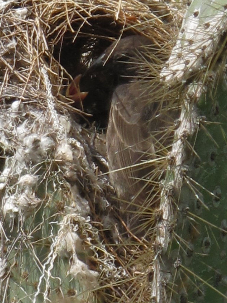 GnTnZ's Big Adventure: Photos Of Galapagos Islands: Birds