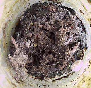 Home Biology: Compost Tube - Final Report
