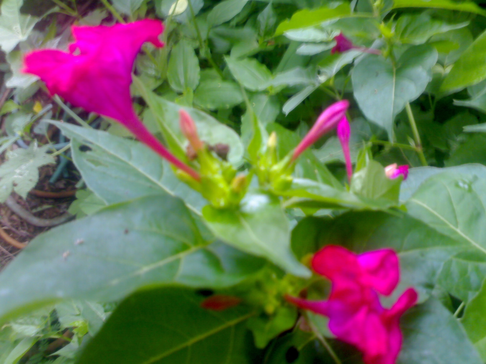 Project Aanandi Garden