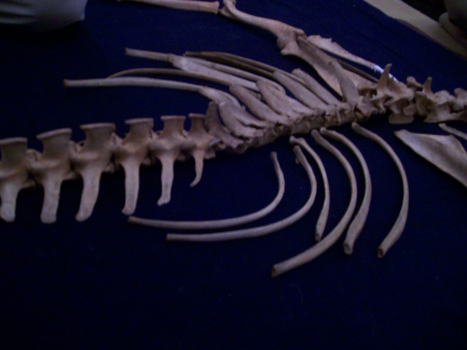 The Why of Wyatt: Animals Inside/Vertebrate Comparison: Human vs. Deer ...