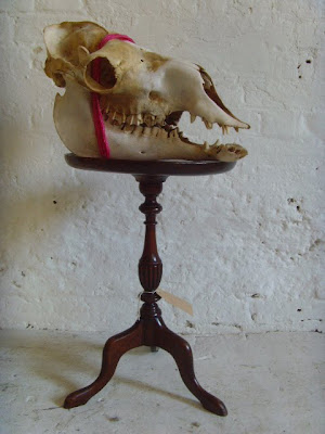 sew watless: Camel Skull (Camelus dromedarius)