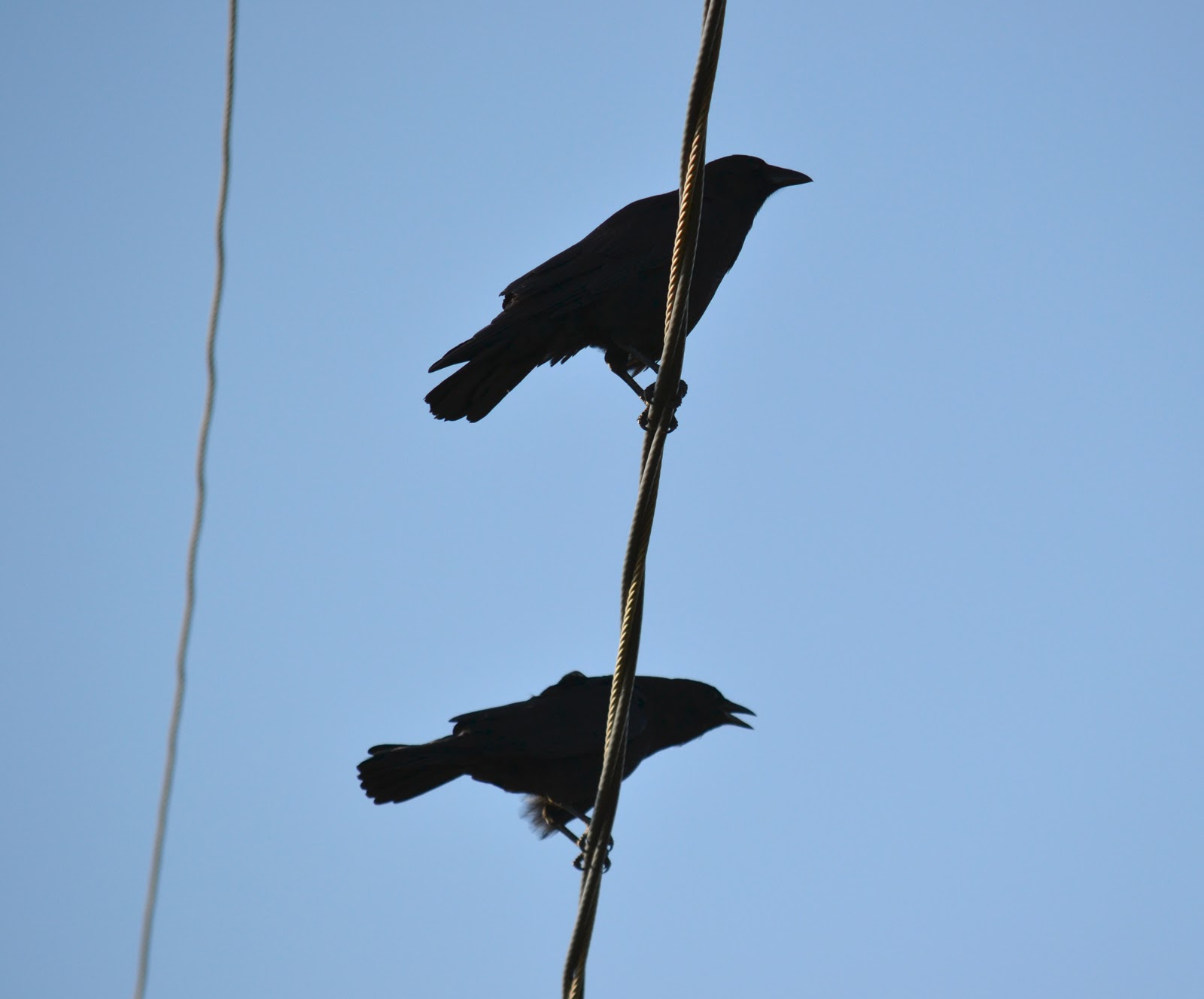 Little Gidding: Social Change, Save The Wails