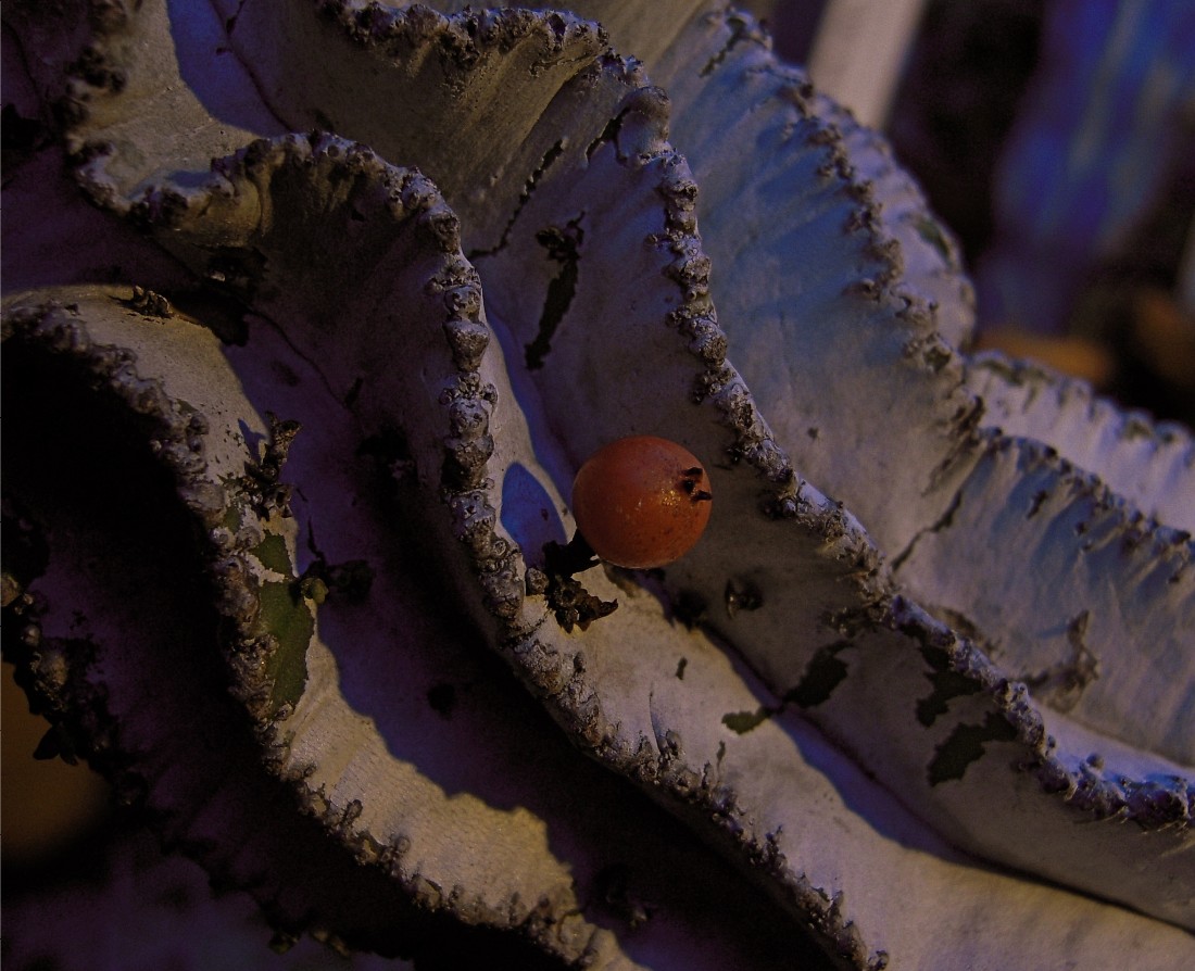 Burger's Onion: Viscum minimum: a Dwarf African Mistletoe