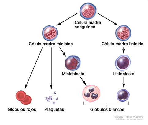 BIOMETRIA HEMATICA: ESTRUCTURA Y FUNCION DEL ERITROCITO