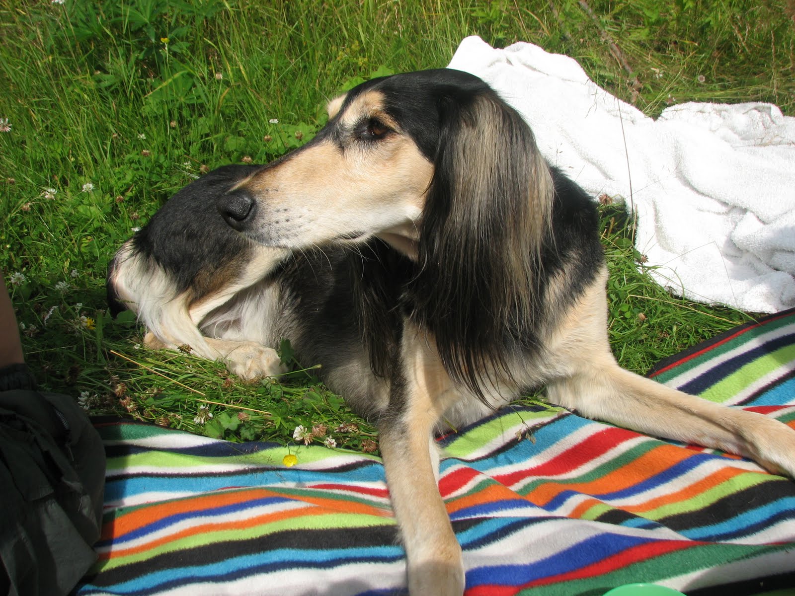 en stor pillerill och ett litet troll