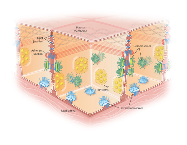 MEMBRANA PLASMATICA: 2. UNIONES CELULARES Y MATRIZ EXTRACELULAR