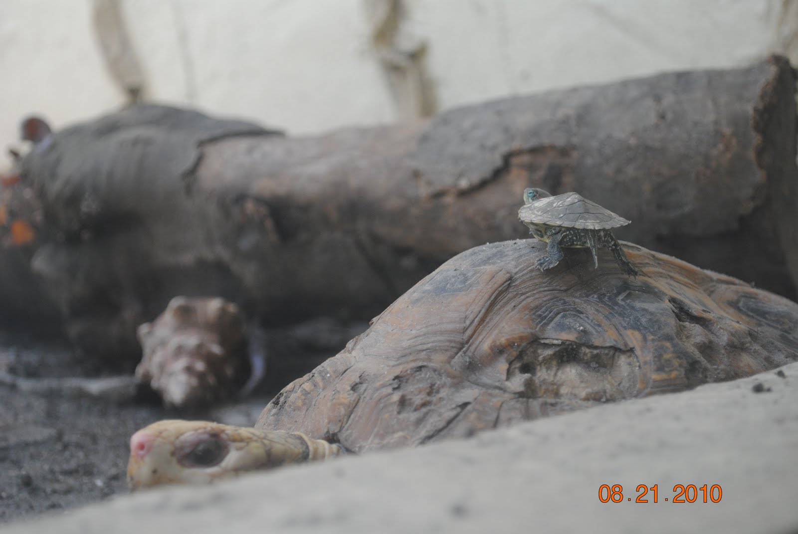 Mga Bulong Sa Likod Nitong MgaLente: Manila Zoo