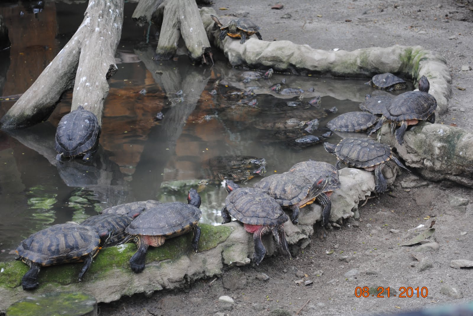Mga Bulong Sa Likod Nitong MgaLente: Manila Zoo